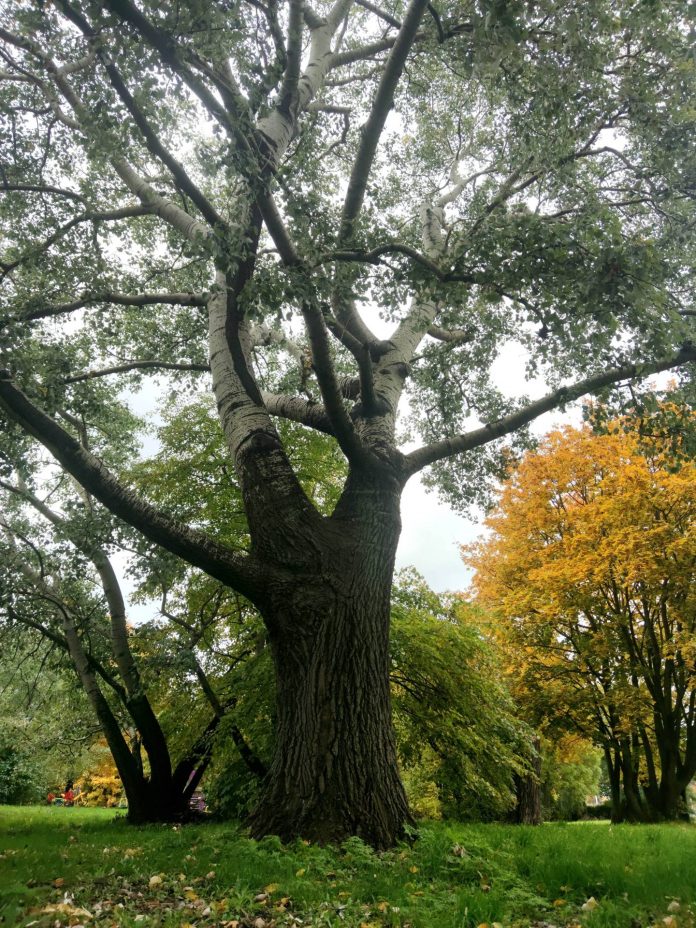 Dwie topole dołączą do grona najcenniejszych drzew w Lublinie ...